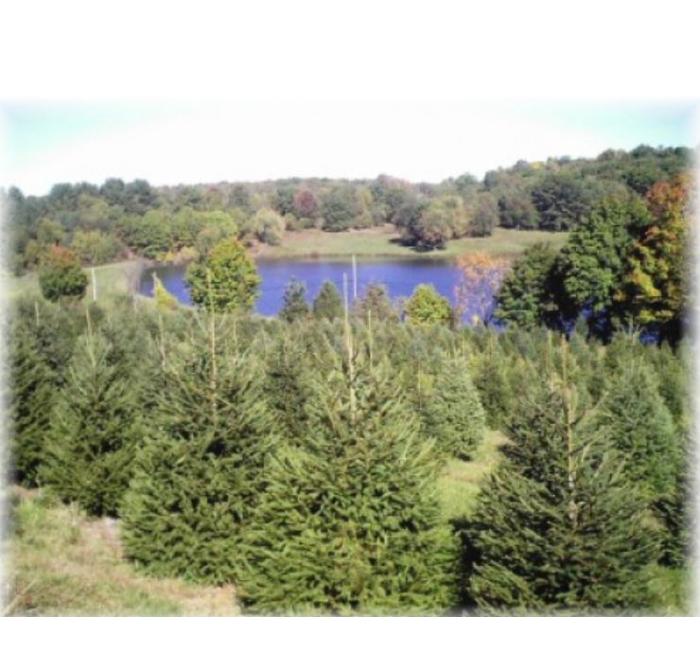 Abel's Trees | Hudson Valley Bounty