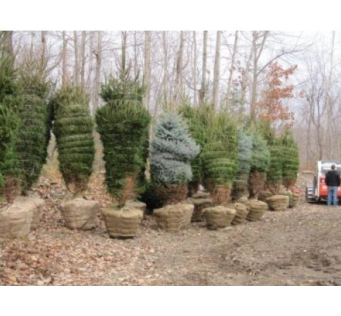 Abel's Trees | Hudson Valley Bounty